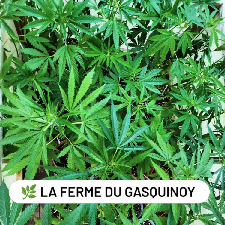 La Ferme du Gasquinoy - CBDMAPS